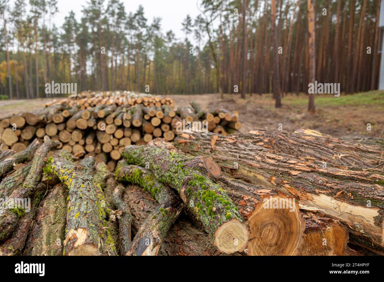 Thousands of logs stacked after the storm that destroyed the woods ...