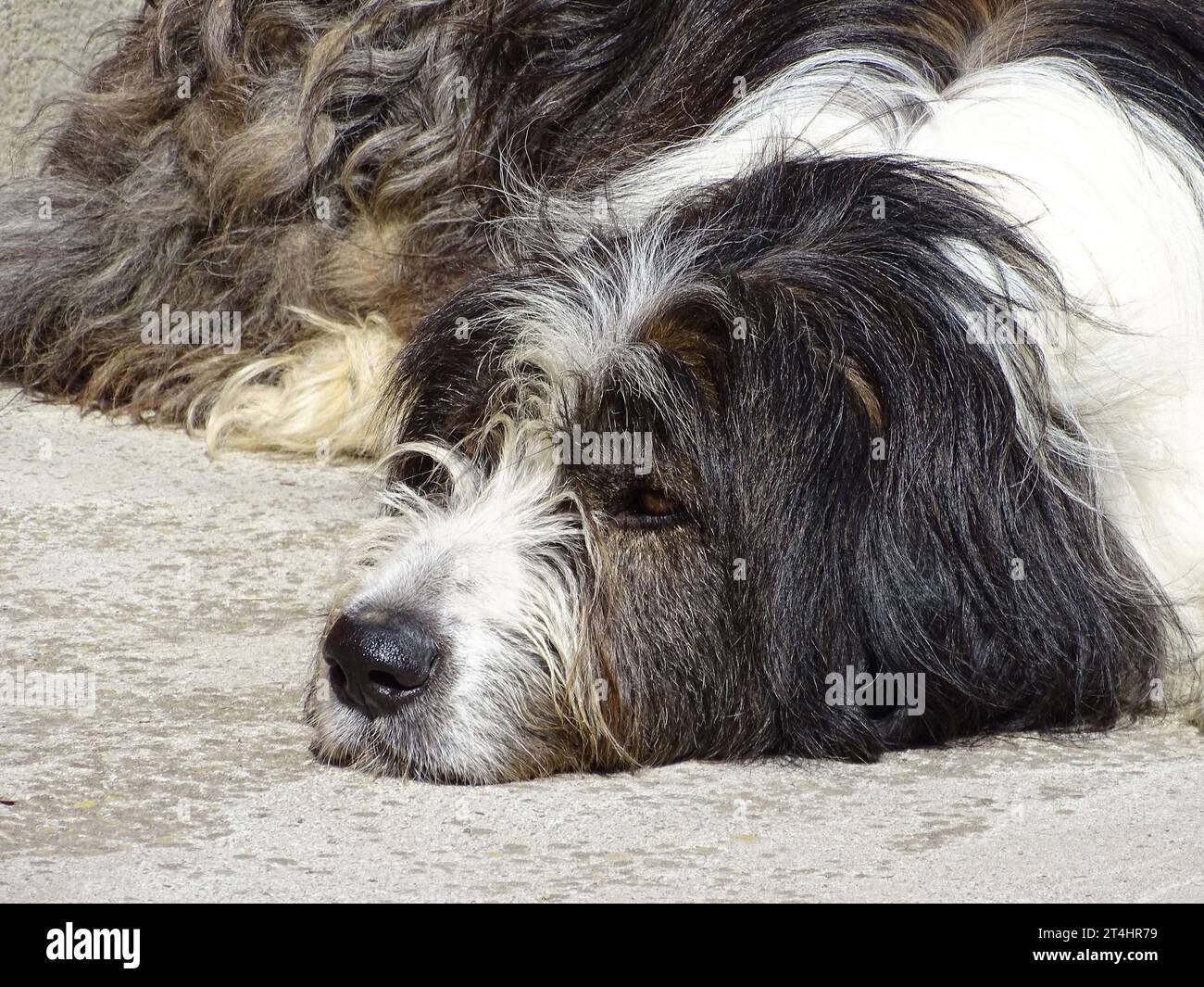 Shepherd dog in Romania. Big dog Stock Photo - Alamy