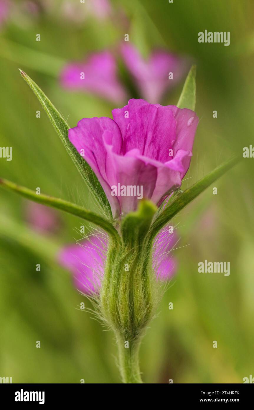 Common corncockle (Agrostemma githago Stock Photo - Alamy