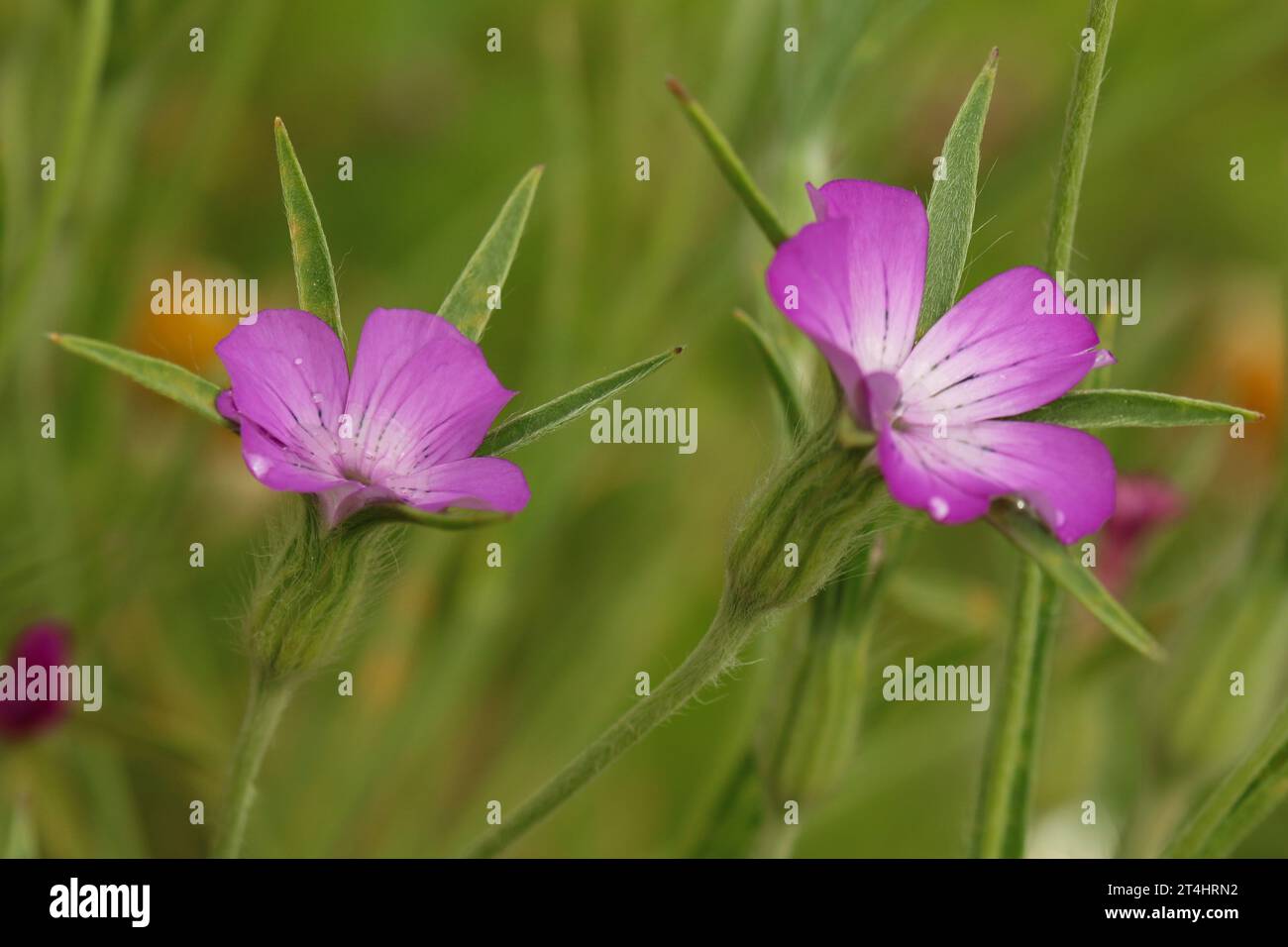 Common corncockle (Agrostemma githago Stock Photo - Alamy