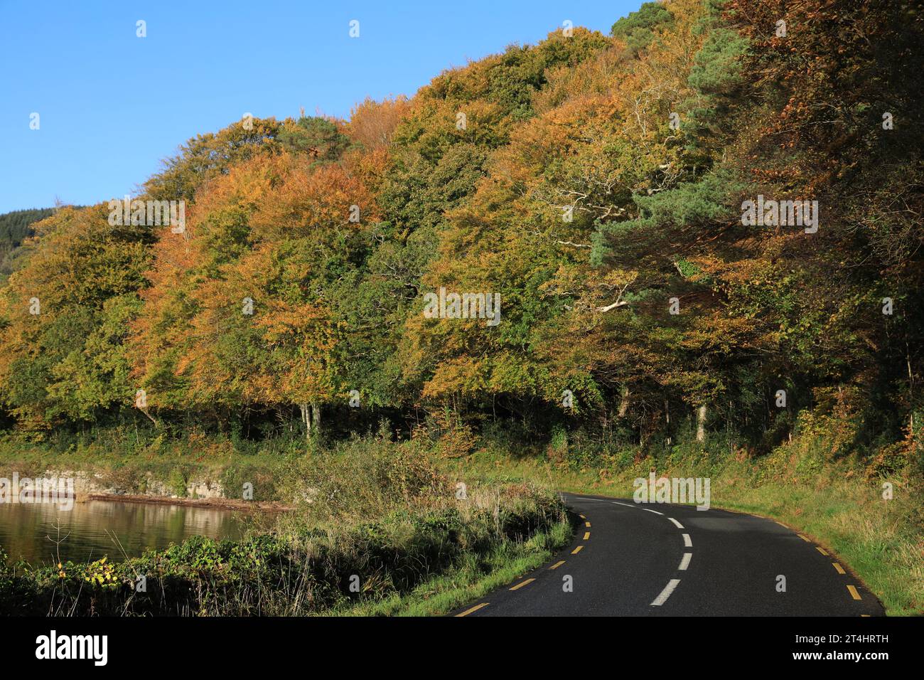 Autumn trees ireland hi-res stock photography and images - Alamy