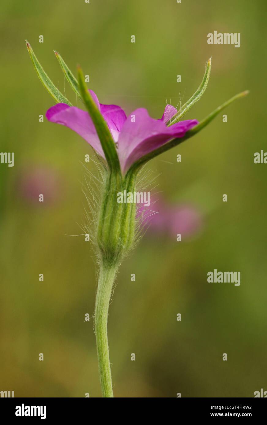Common corncockle (Agrostemma githago Stock Photo - Alamy