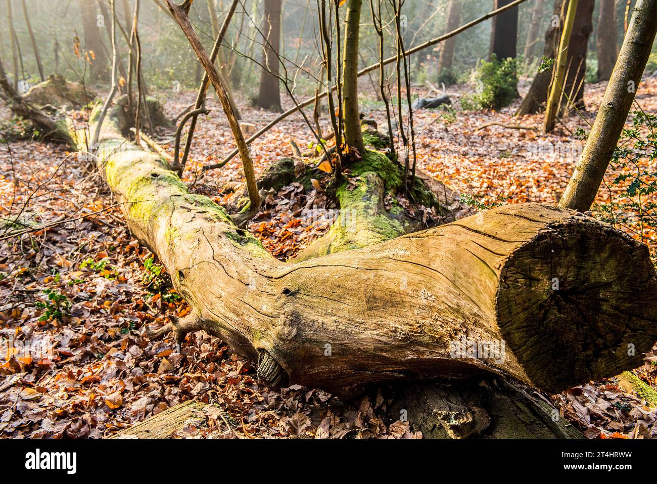 Old felled tree In woodland surrounded by fallen Autumn leaves Stock ...