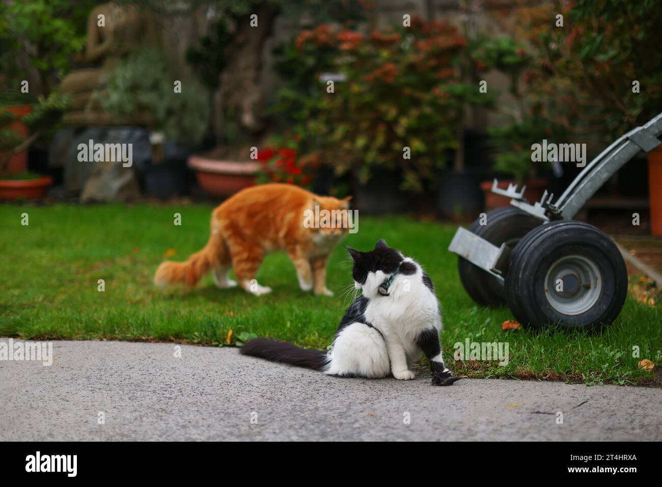 Two cats playing together in the garden. Love and affection concept ...