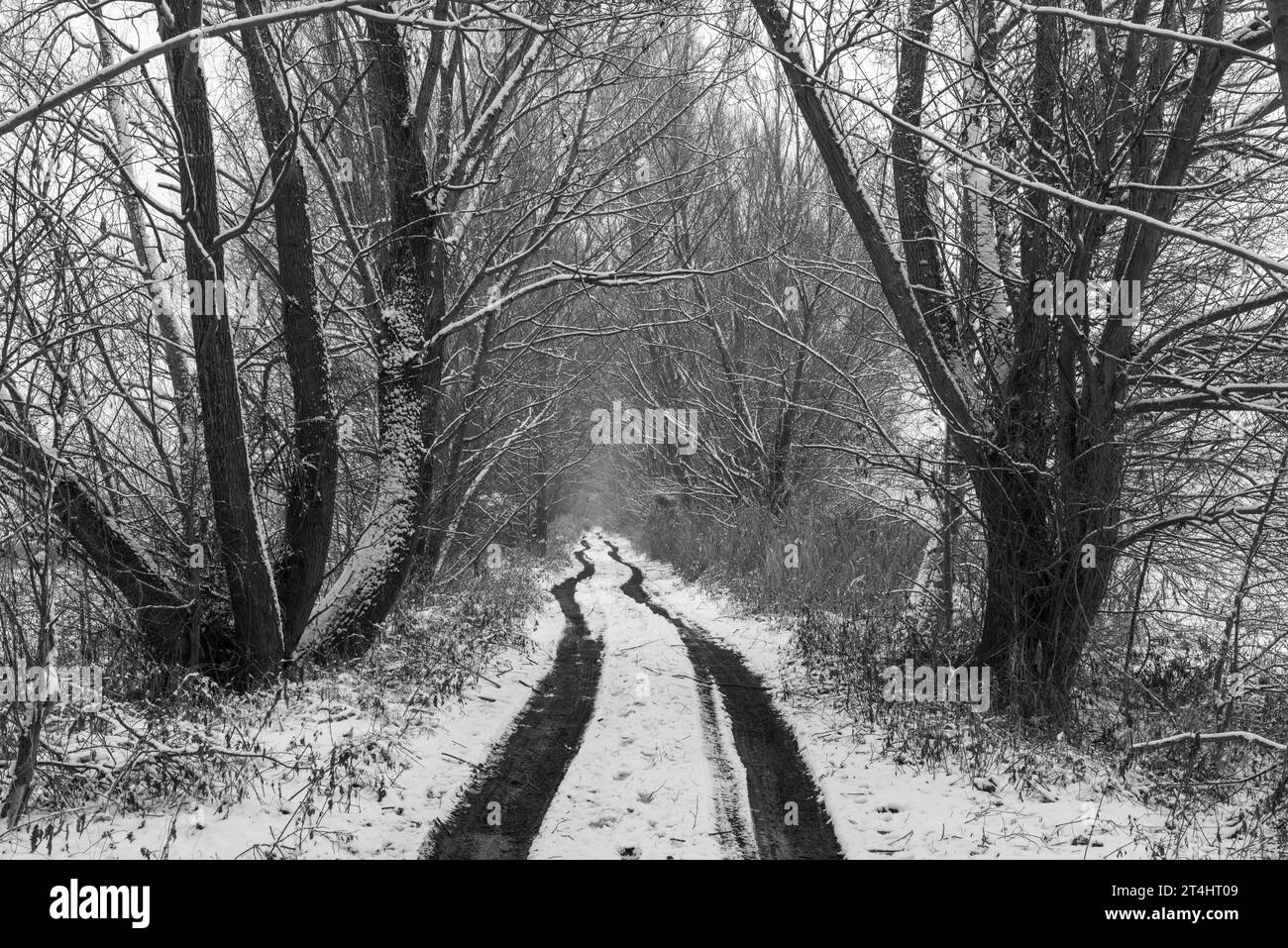 Lonely forest path in snow in black and white Stock Photo - Alamy