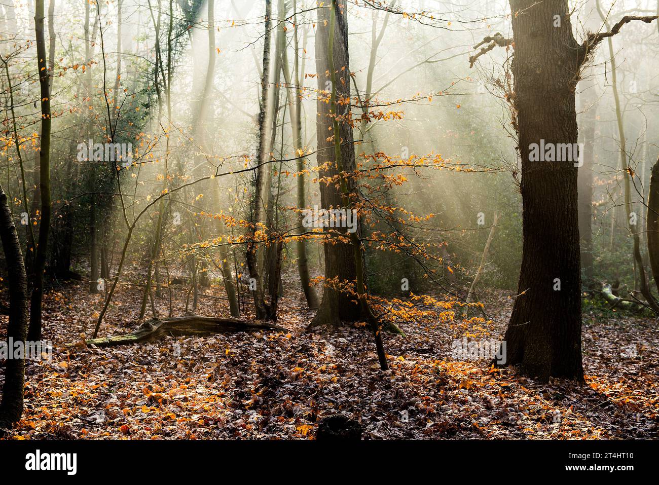 Rays of sunlight shining between trees in a misty woodland Stock Photo ...