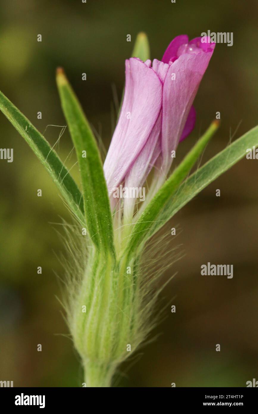 Common corncockle (Agrostemma githago Stock Photo - Alamy