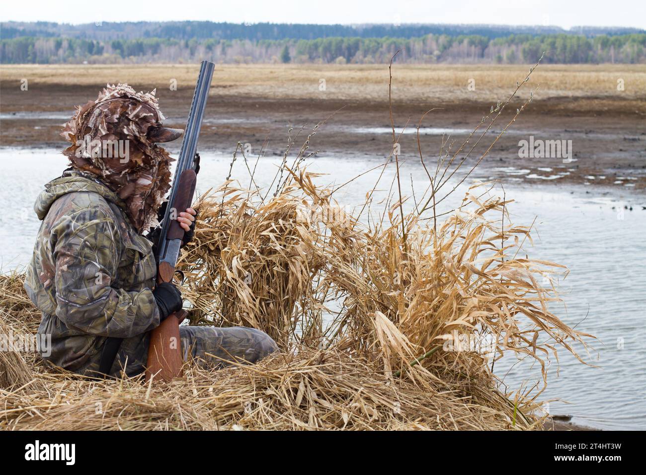 a duck hunter with a shotgun climbs into a shelter of reeds on the ...