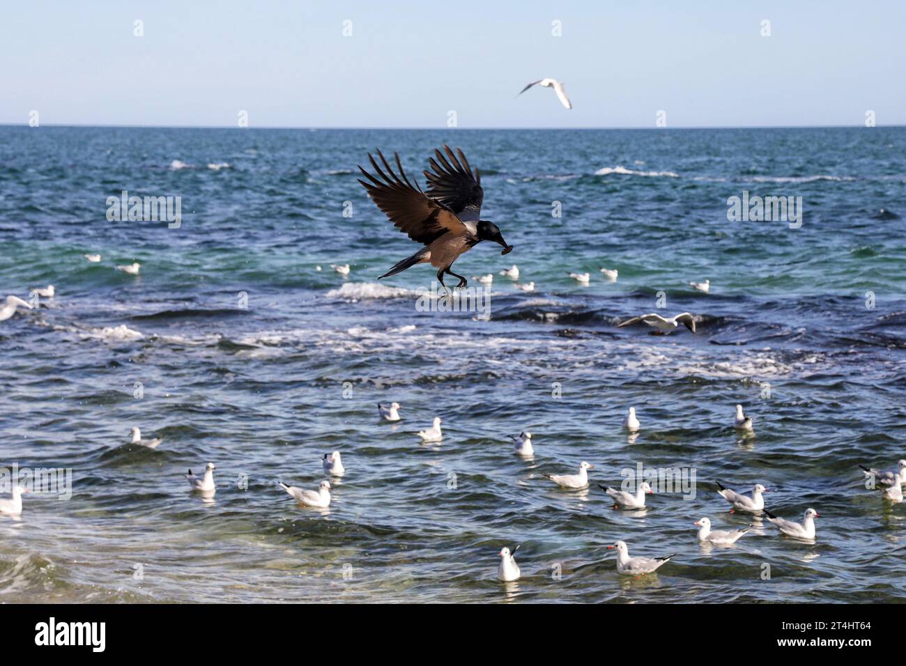Non Exclusive: ODESA, UKRAINE - OCTOBER 30, 2023 - A crow flies above a ...