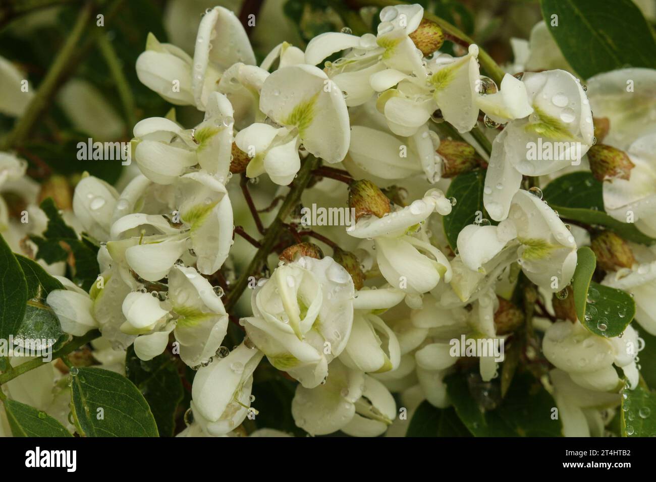 Black locust flowers under rain (Robinia pseudoacacia Stock Photo - Alamy