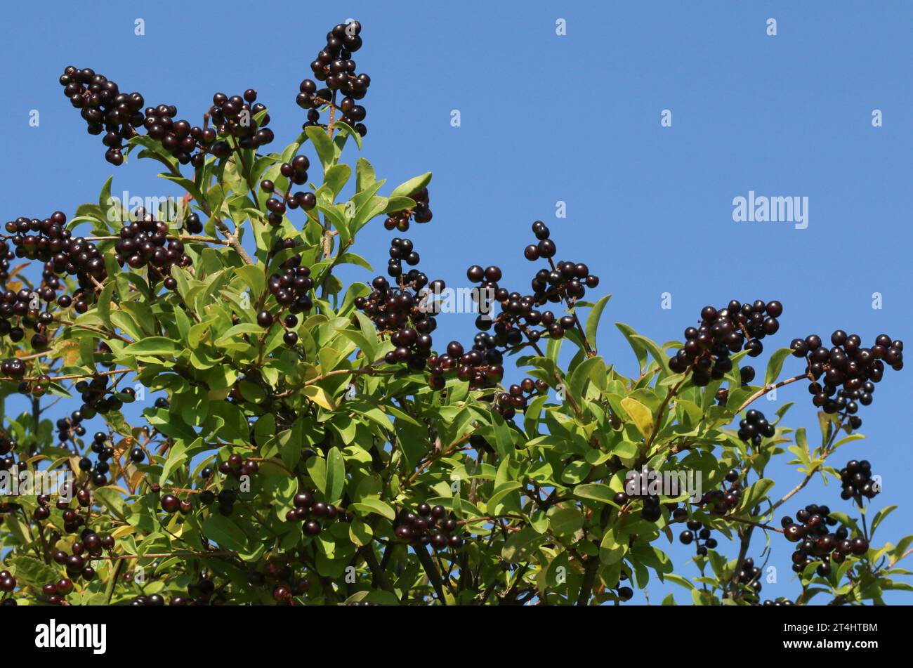 The common privet in autumn (Ligustrum vulgare), an hedge shrub Stock ...