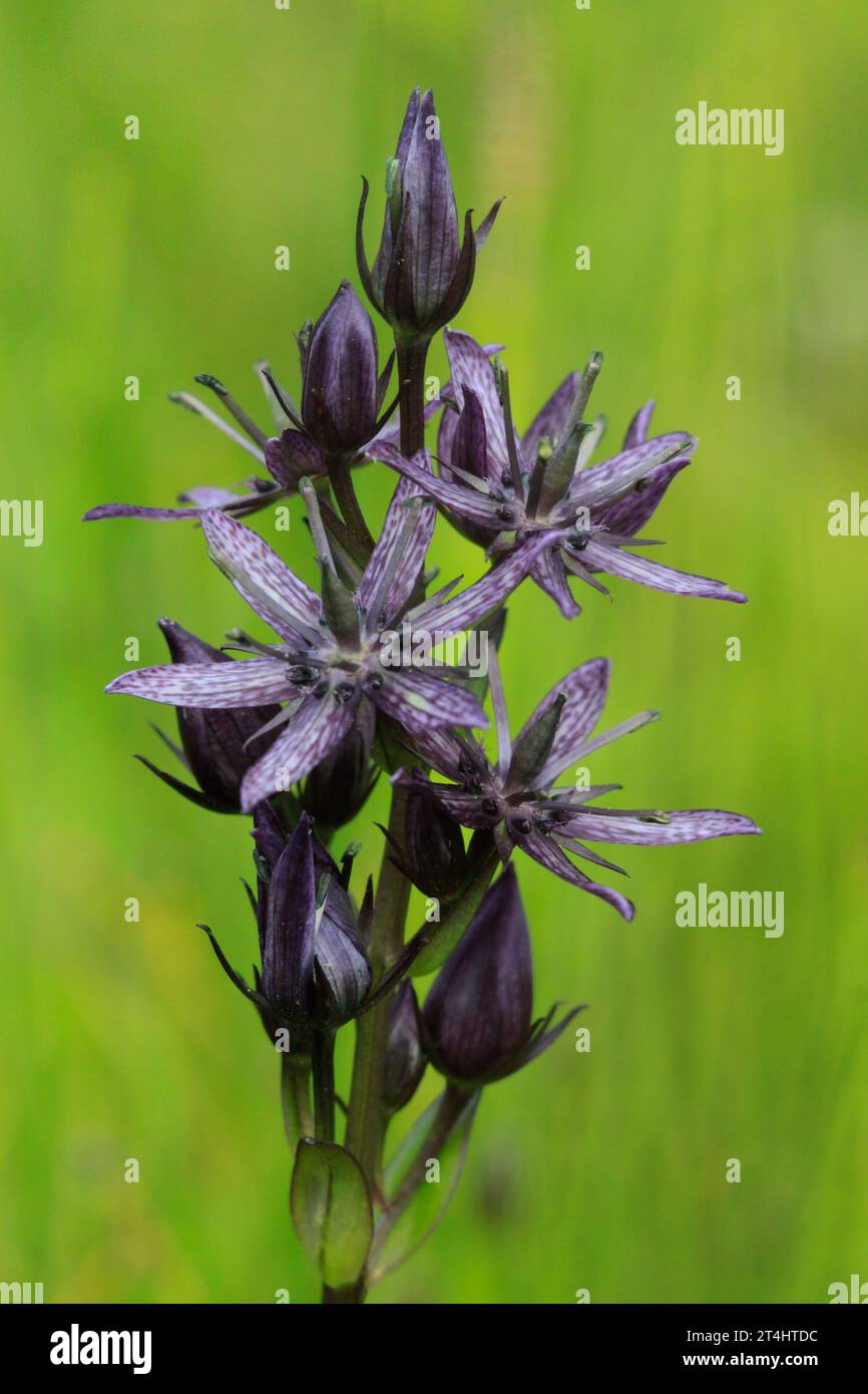 Star swertia hi-res stock photography and images - Alamy