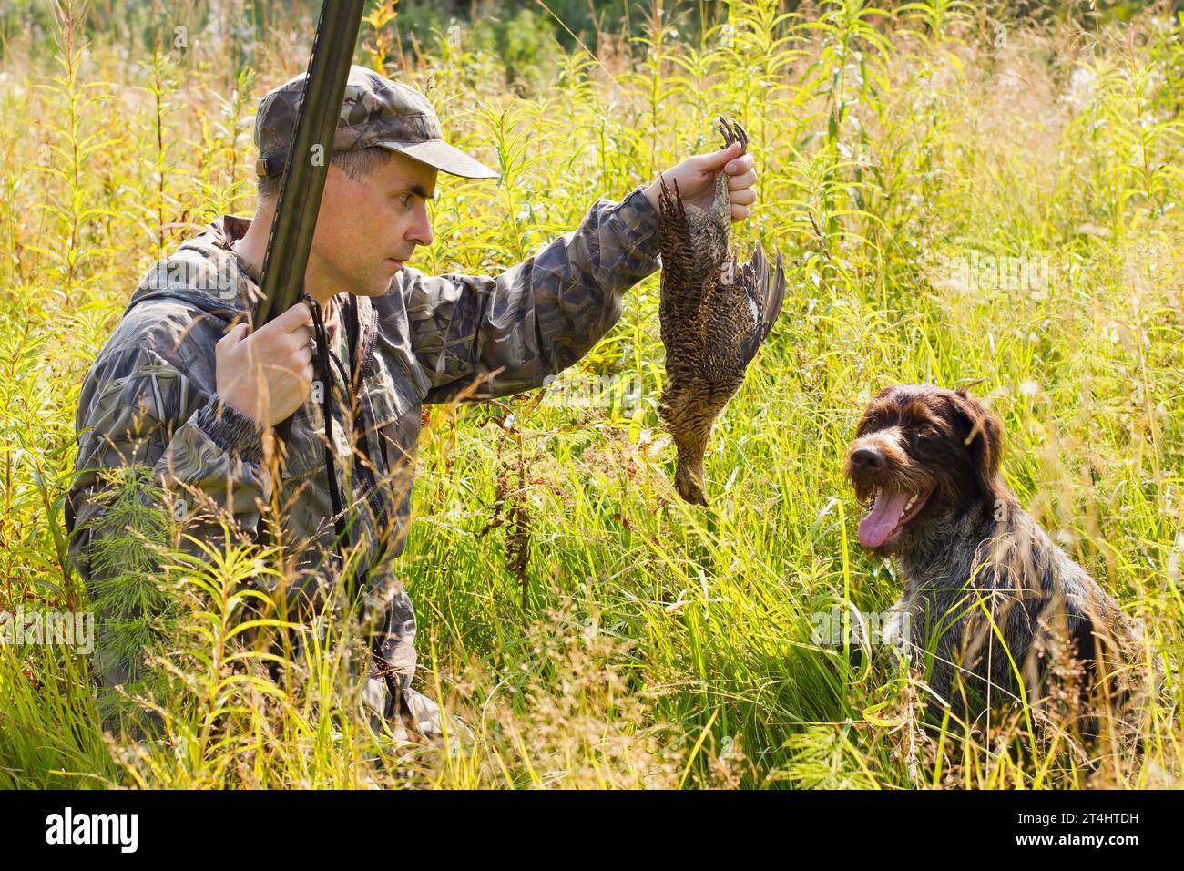 hunter takes downed grouse from a dog (german wirehaired pointer ...