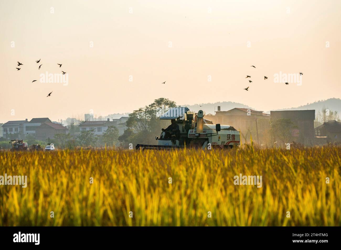 Beijing, China's Hunan Province. 29th Oct, 2023. A farmer drives a ...