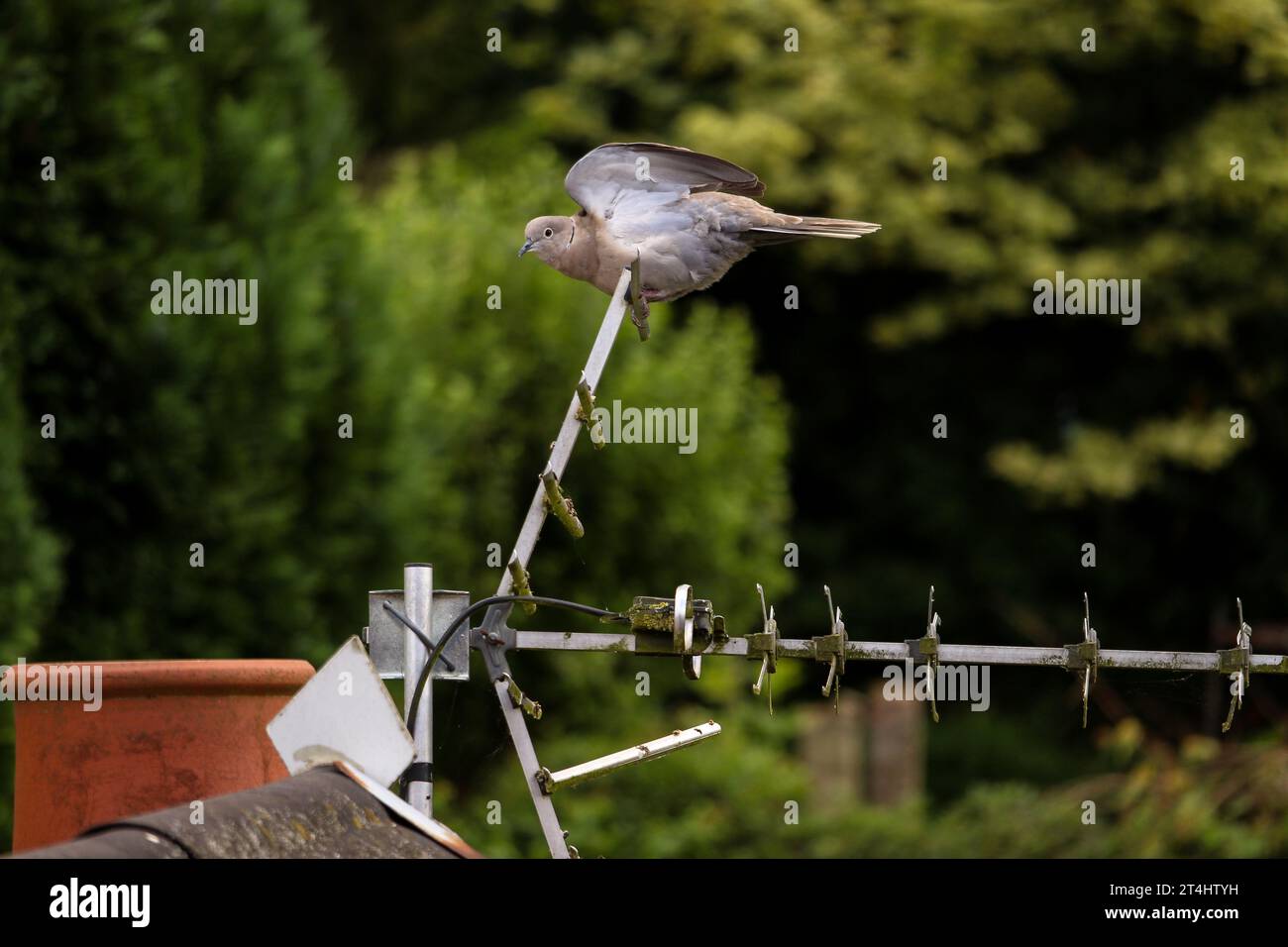 A bird perched atop a fence of barbed wire, its wings spread wide Stock ...