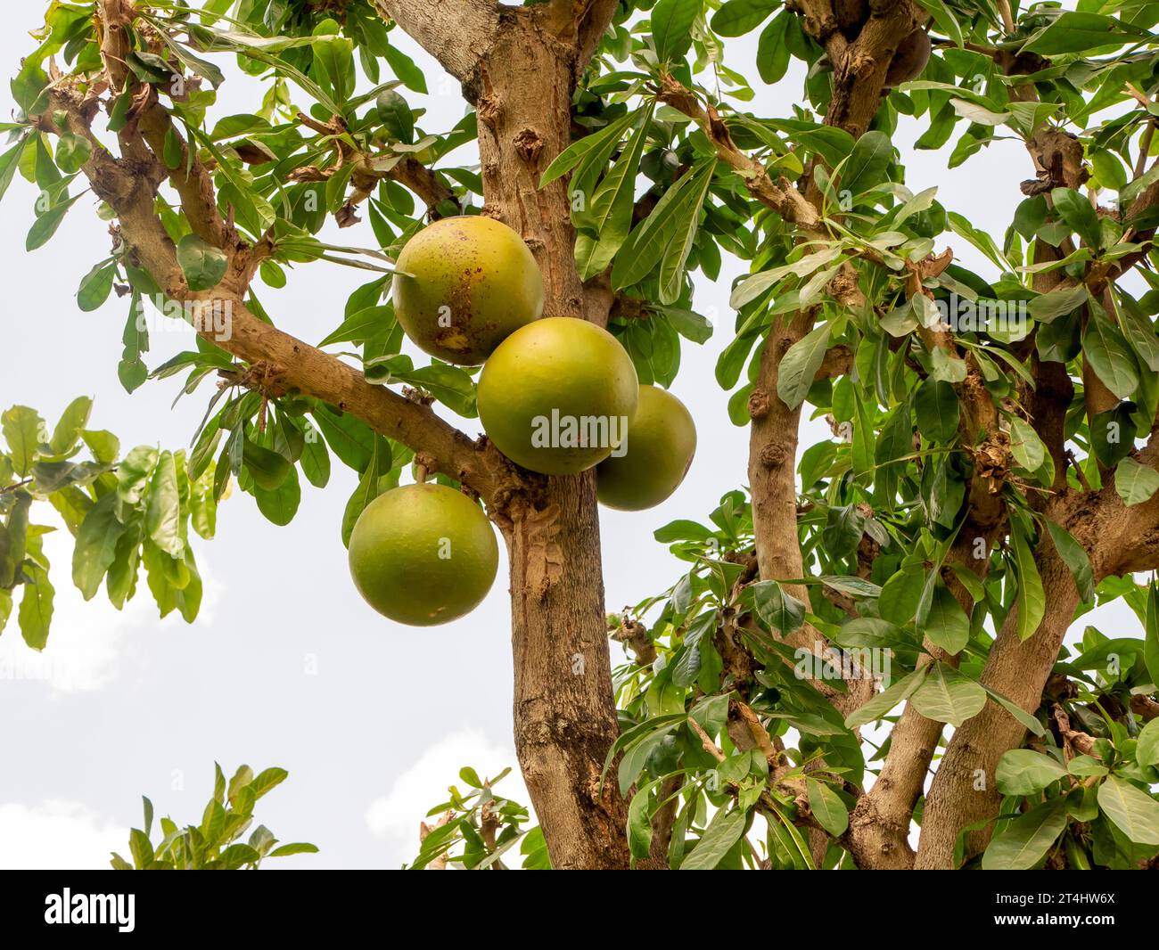 Indian bael tree hi-res stock photography and images - Alamy