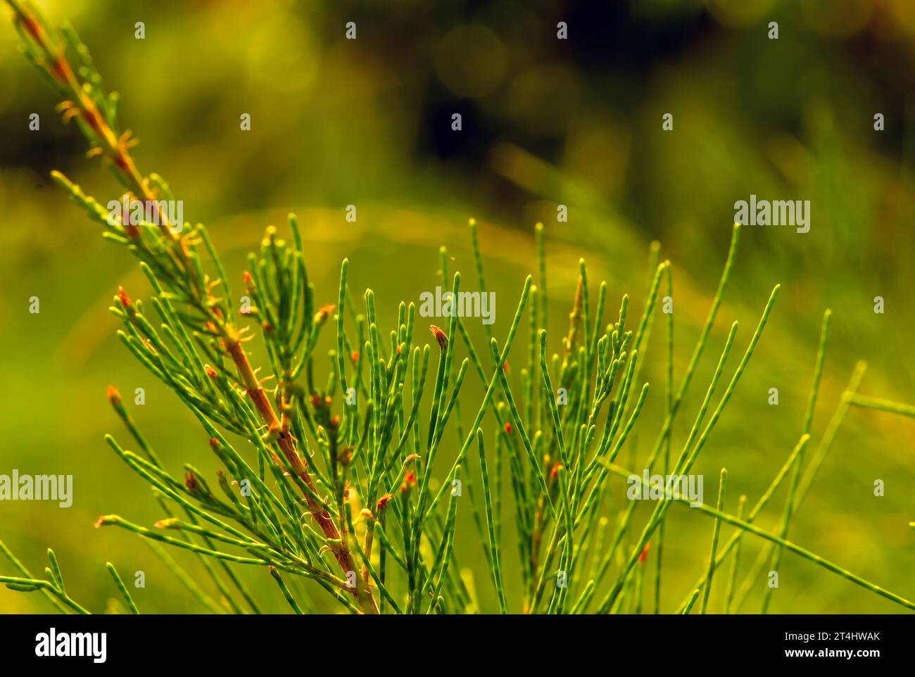 Cemara Udang, Australian pine tree or whistling pine tree (Casuarina ...