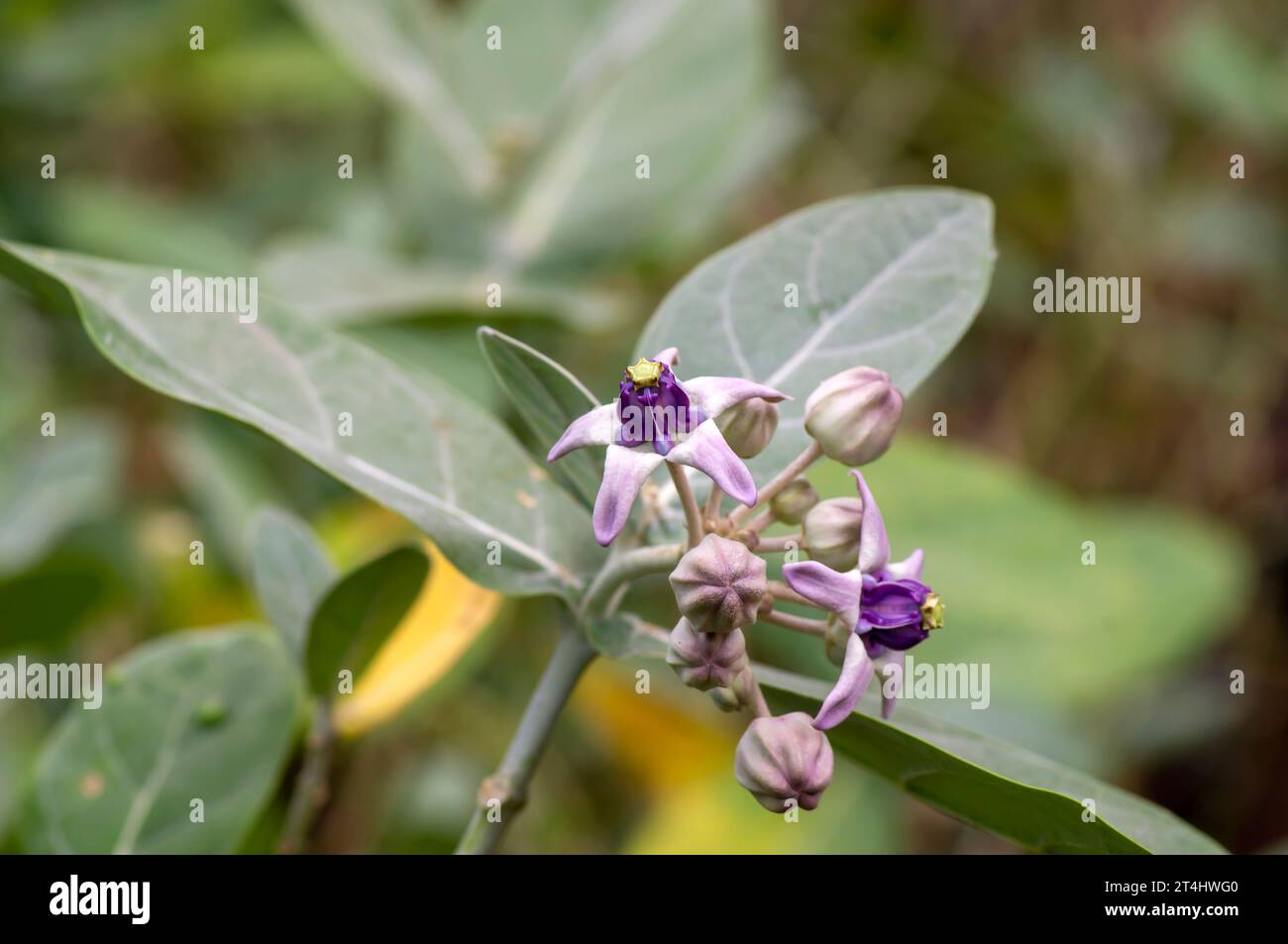 Bunga Widuri, Close view of Purple Crown flower or Giant Indian ...