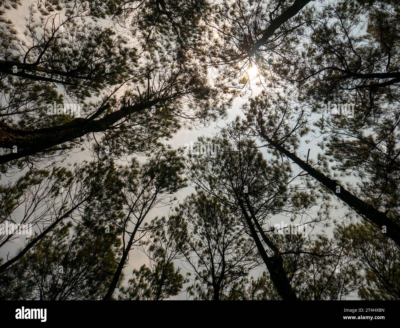 Pinus merkusii canopy, the Merkus pine or Sumatran pine tree in the ...