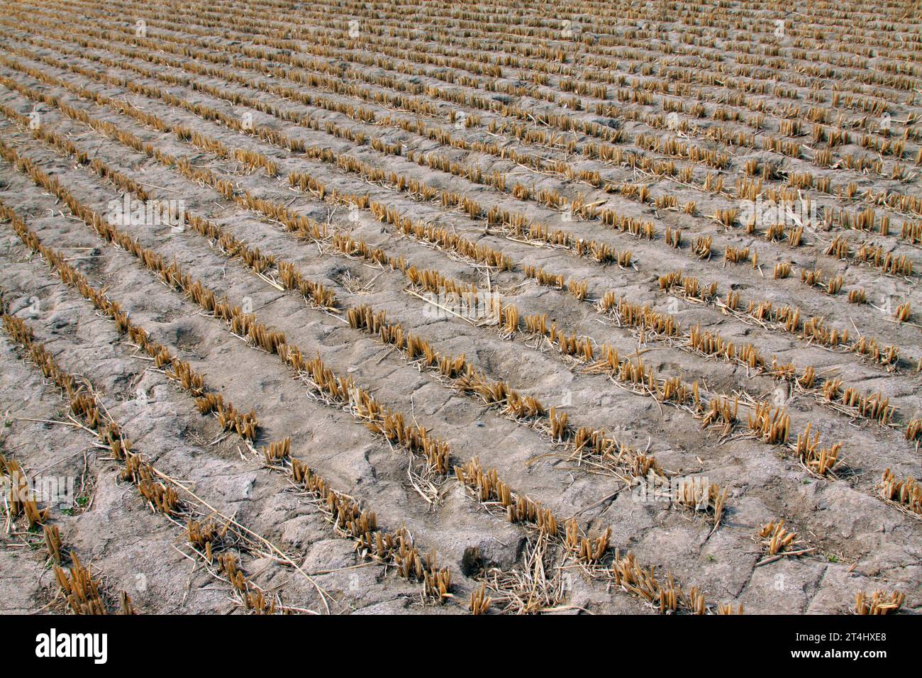 rice straw residue in the field, closeup of photo Stock Photo - Alamy