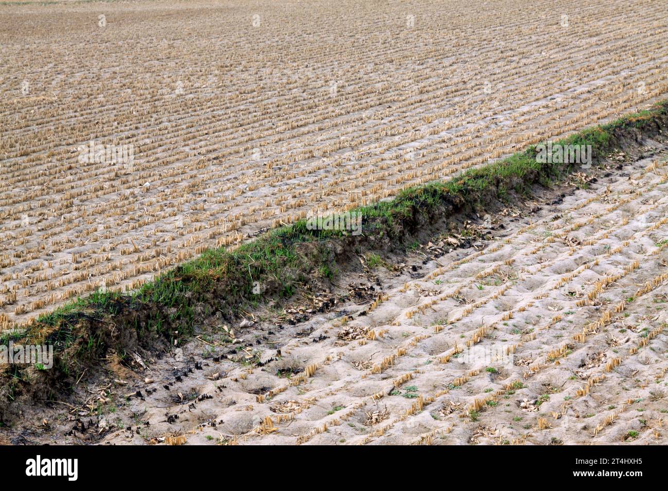 rice straw residue in the field, closeup of photo Stock Photo - Alamy