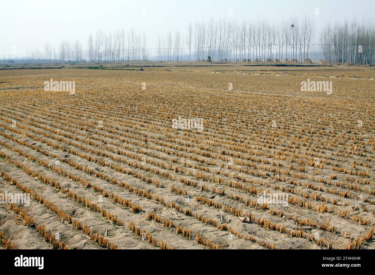 rice straw residue in the field, closeup of photo Stock Photo - Alamy