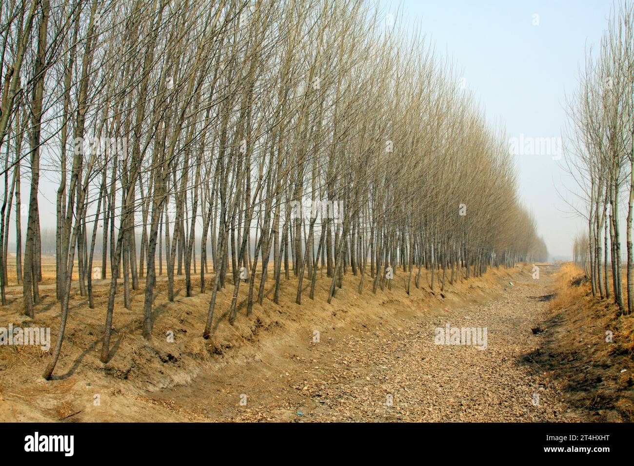Poplar and dry ditch, closeup of photo Stock Photo - Alamy