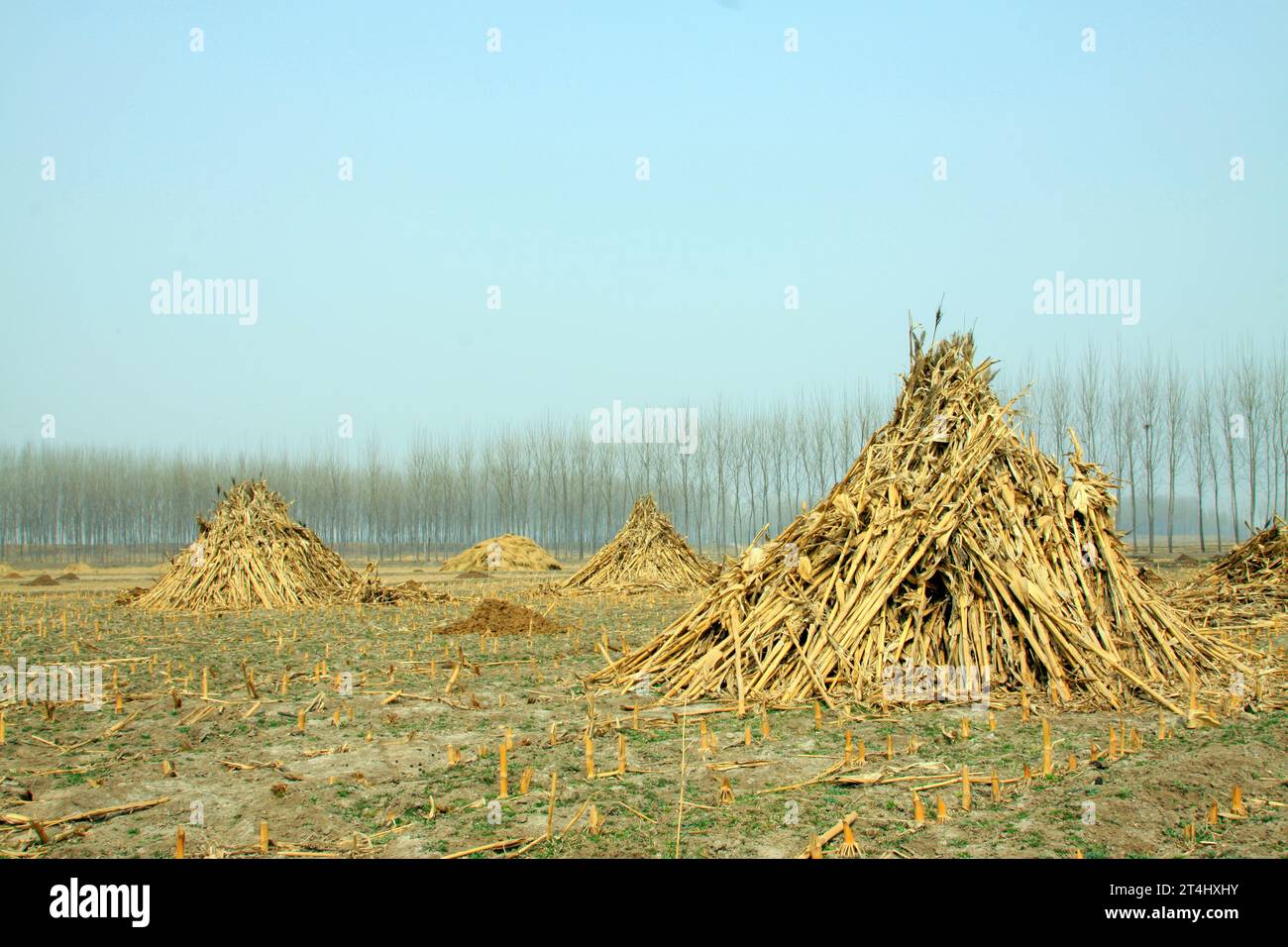 Maize straw hi-res stock photography and images - Alamy