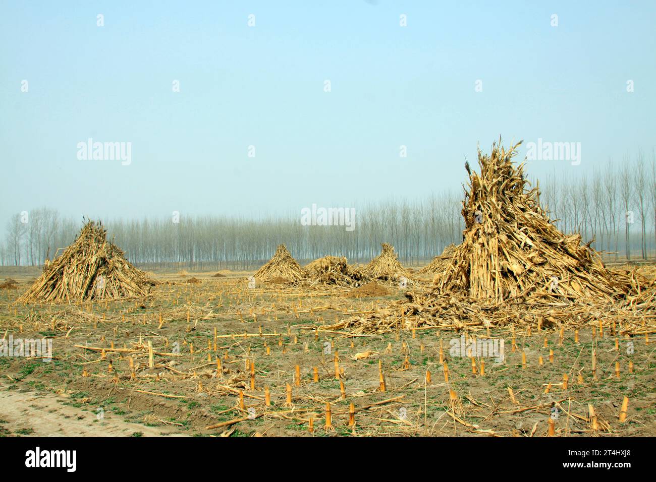 Maize straw hi-res stock photography and images - Alamy