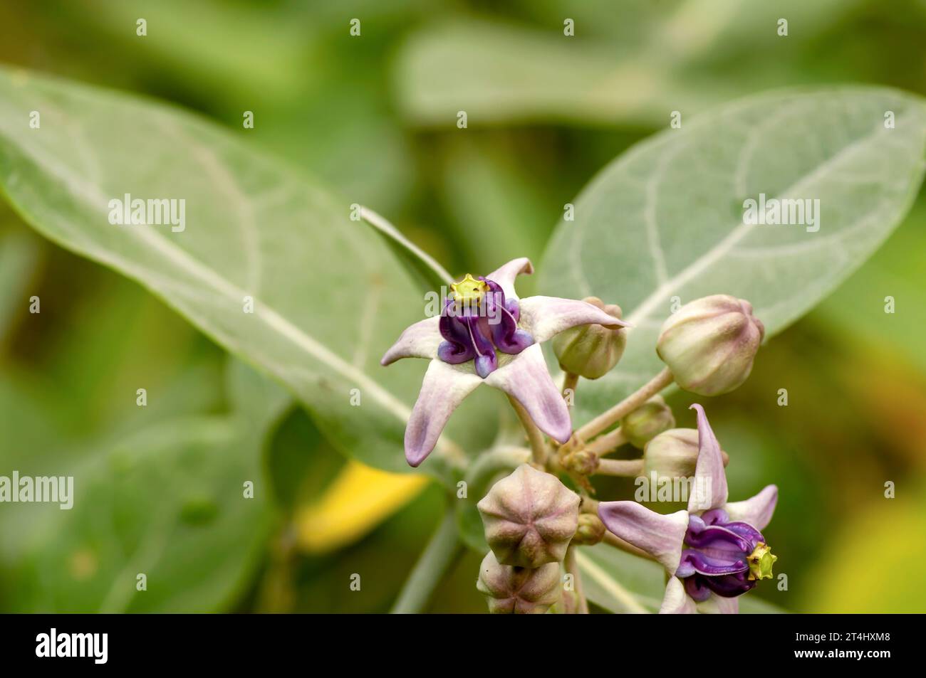 Bunga Widuri, Close view of Purple Crown flower or Giant Indian ...