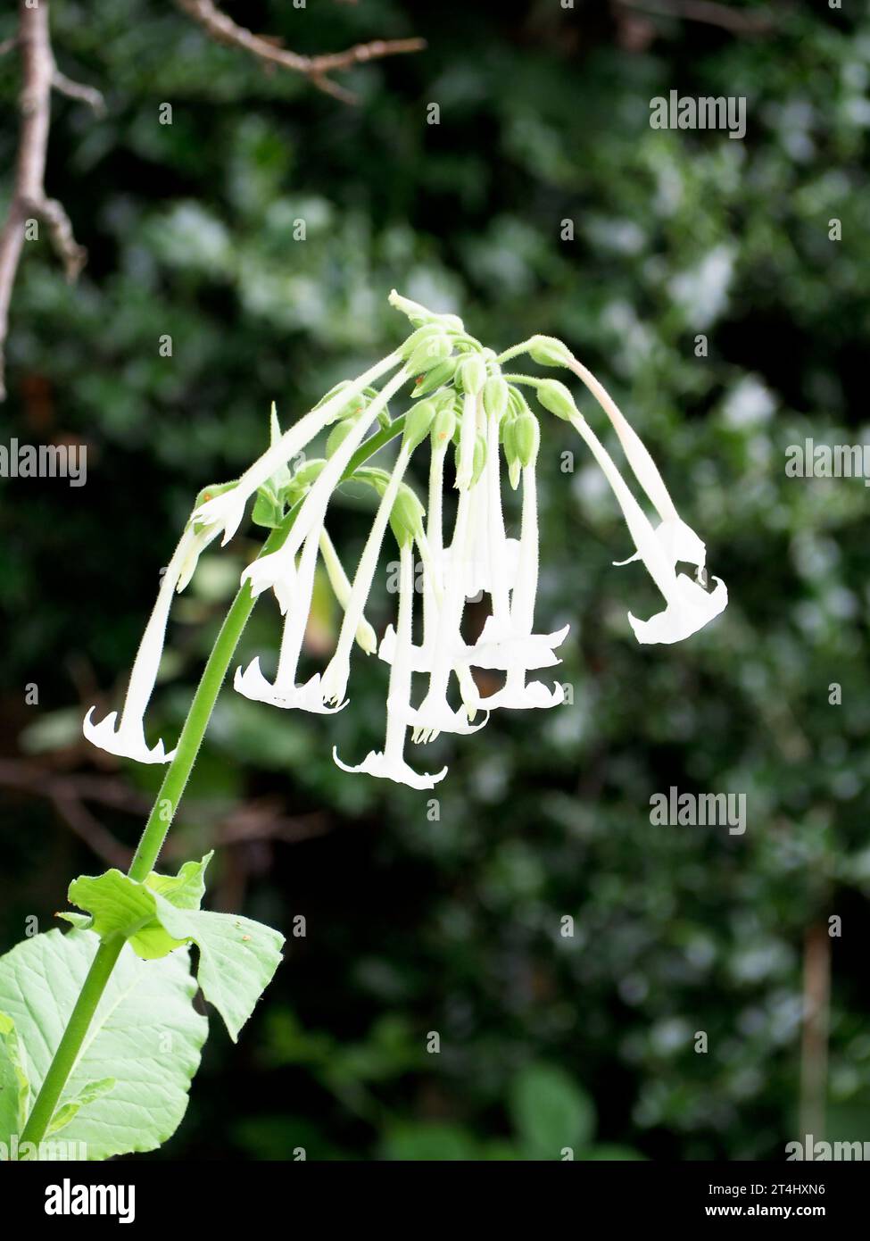 Tobacco white hi-res stock photography and images - Alamy