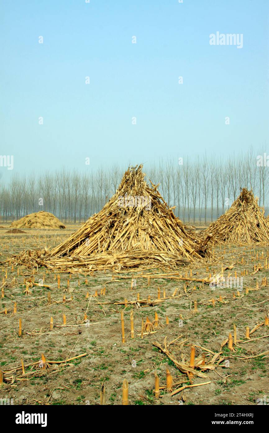 Maize straw hi-res stock photography and images - Alamy