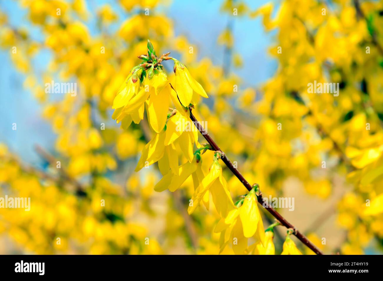 Arabesques of forsythia flowers in a garden, closeup of photo Stock ...