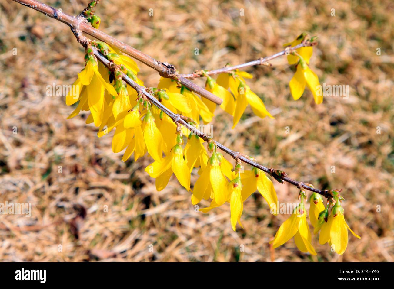 Arabesques of forsythia flowers in a garden, closeup of photo Stock ...