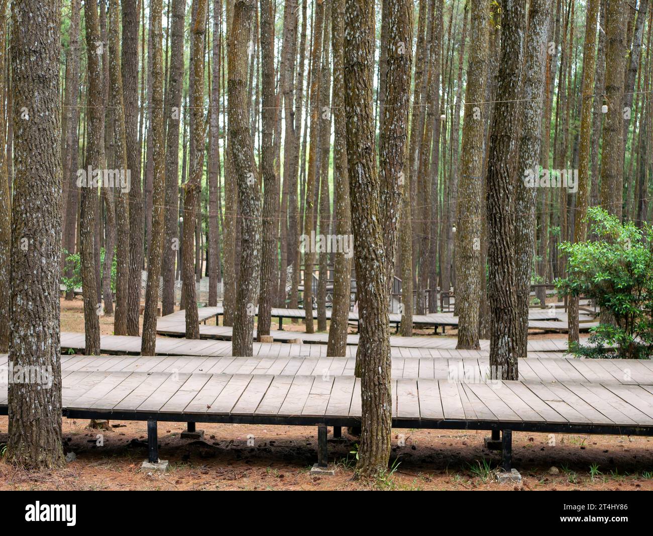 The wooden pathway, also known as walkway in the Pinus merkusii ...