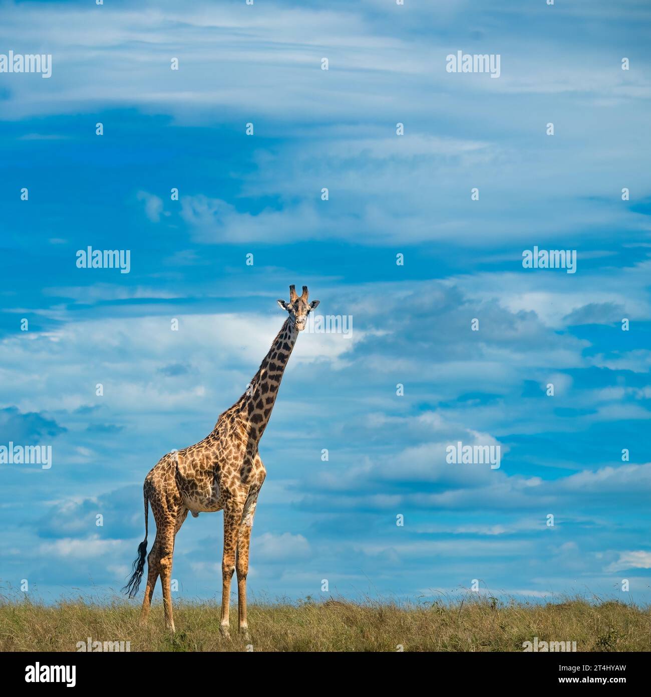 An African giraffe is standing alone in a grassy savannah landscape ...
