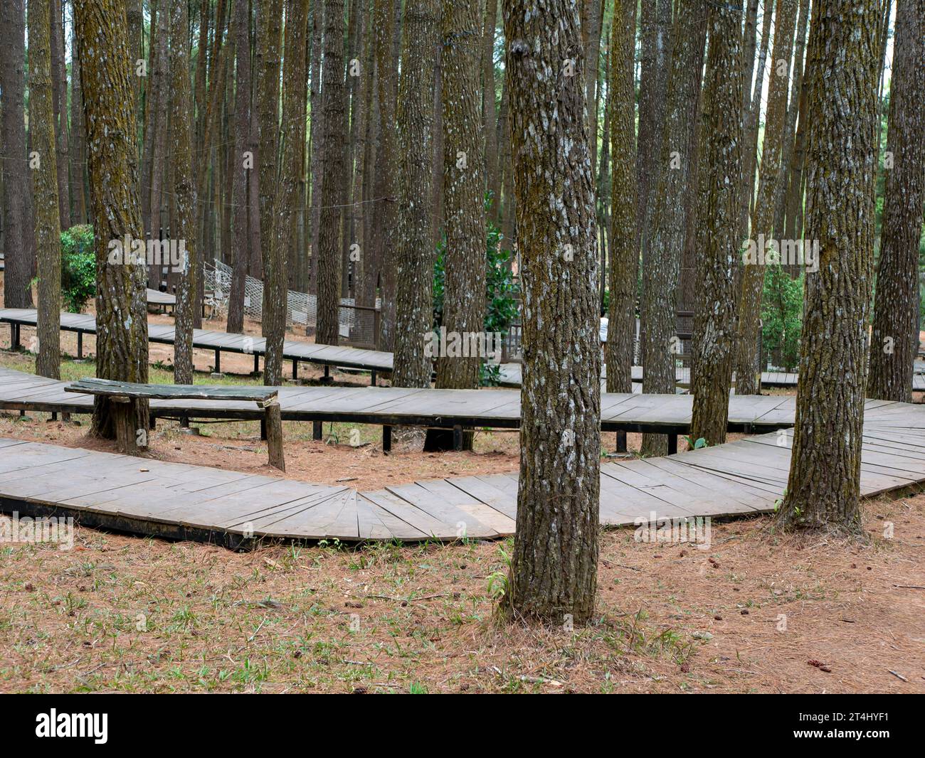 The wooden pathway, also known as walkway in the Pinus merkusii ...