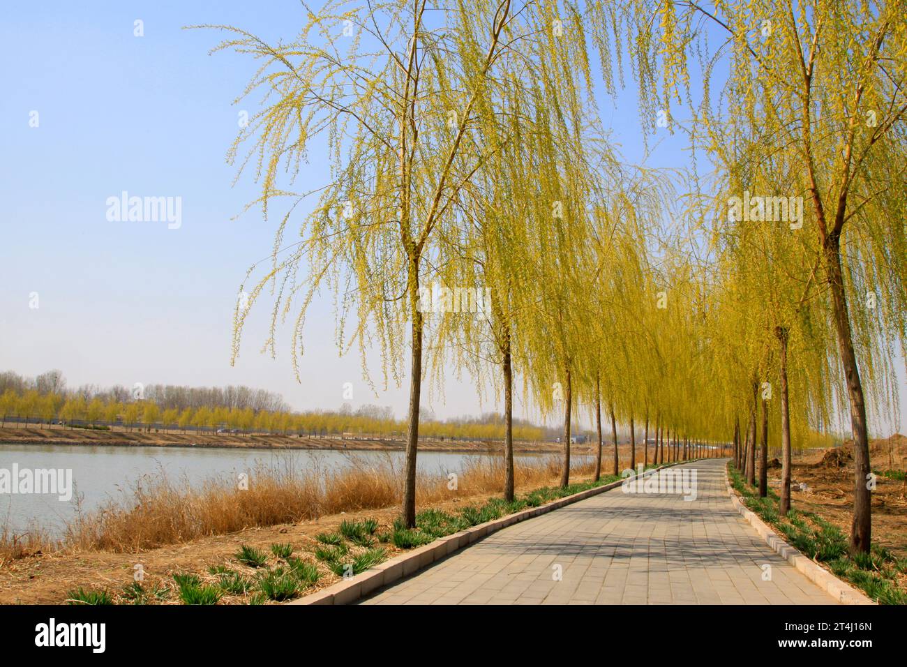 Willow walkway hi-res stock photography and images - Alamy