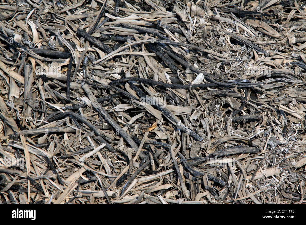 Plant ash hi-res stock photography and images - Alamy
