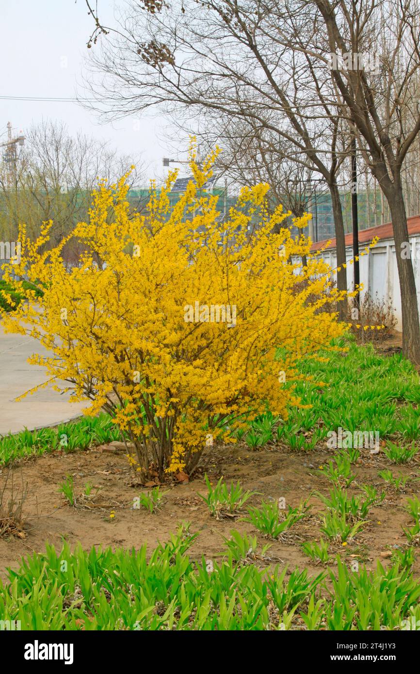 Yellow forsythia flowers in the park, closeup of photo Stock Photo - Alamy