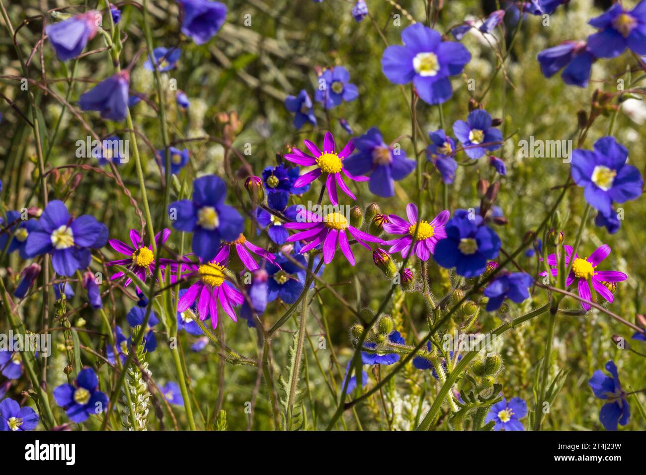 A mixture of colorful wild flowers growing in springtime on the West ...