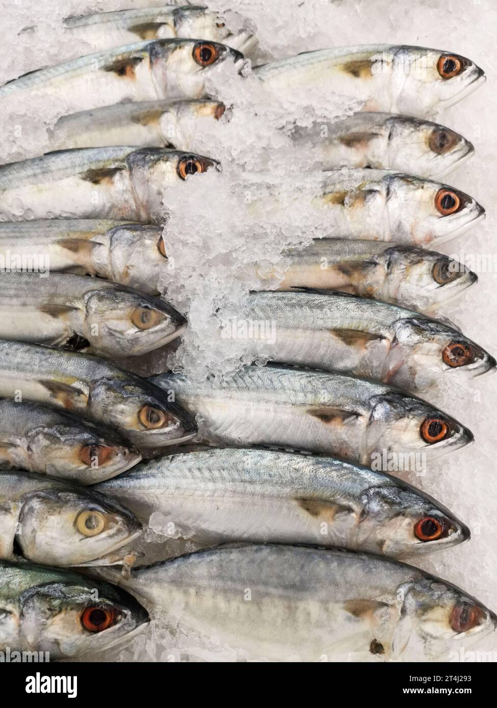 In row fish different hi-res stock photography and images - Alamy