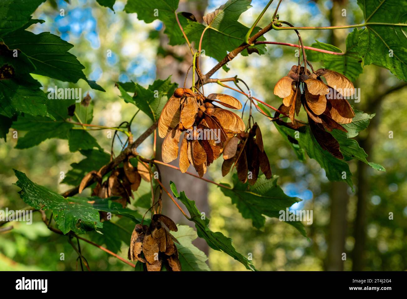 The winged fruits (samaras) of a sycamore tree (Acer pseudoplatanus) in ...