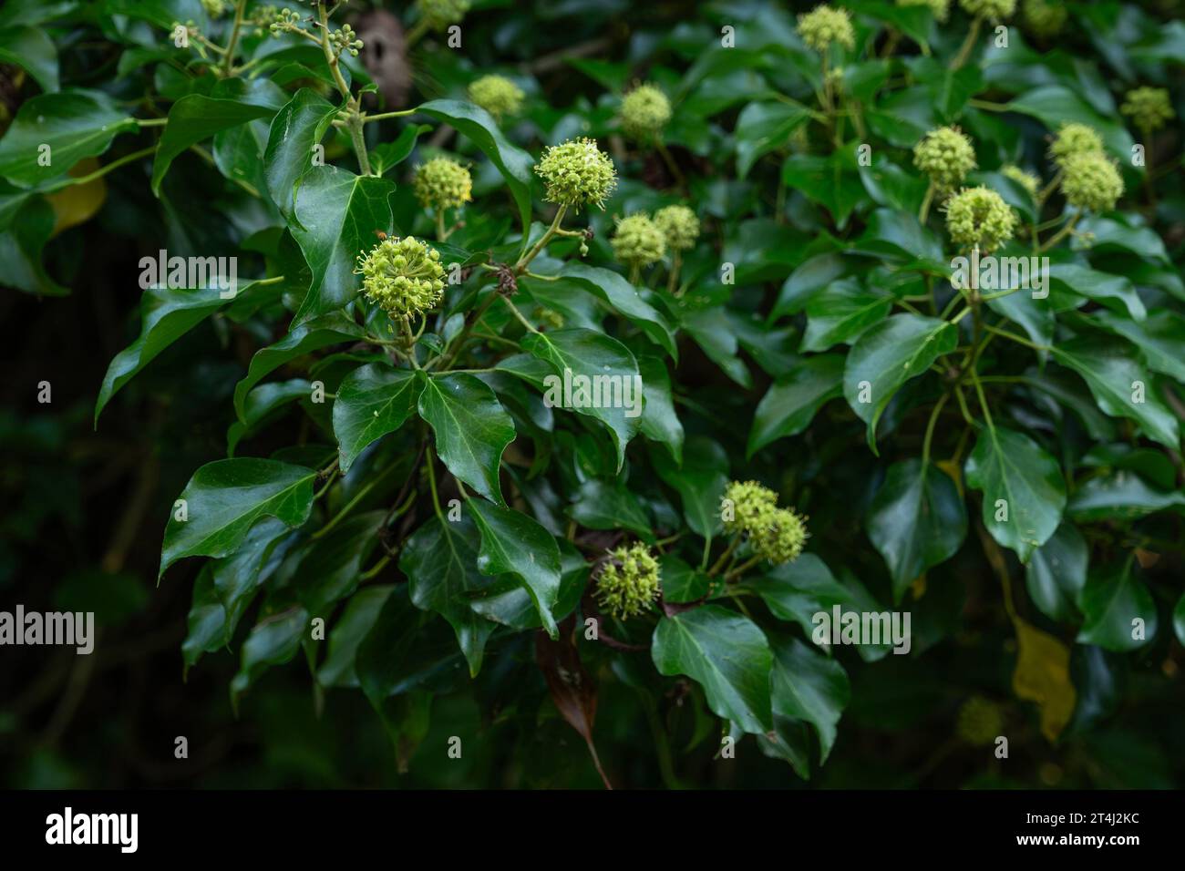Common English ivy (Hedera helix) flowering in September ...