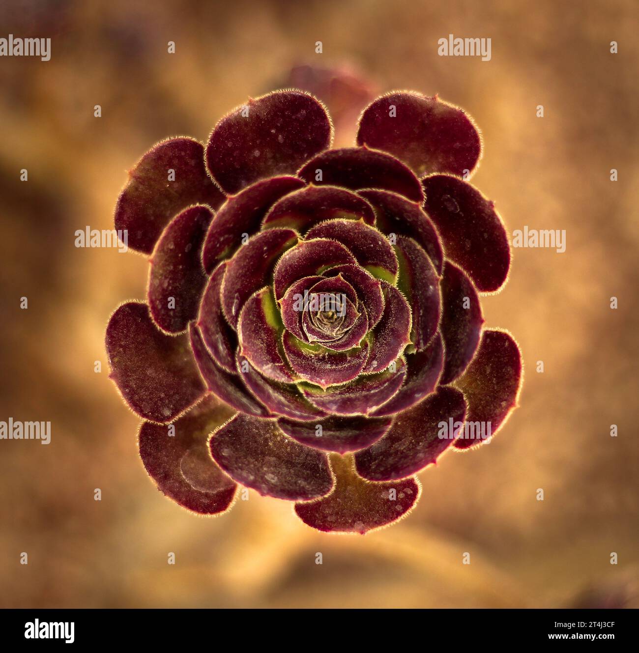 A top view of a purple aeonium arboreum succulent plant Stock Photo - Alamy
