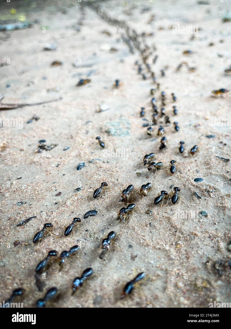 'giant ants' hi-res stock photography and images - Alamy