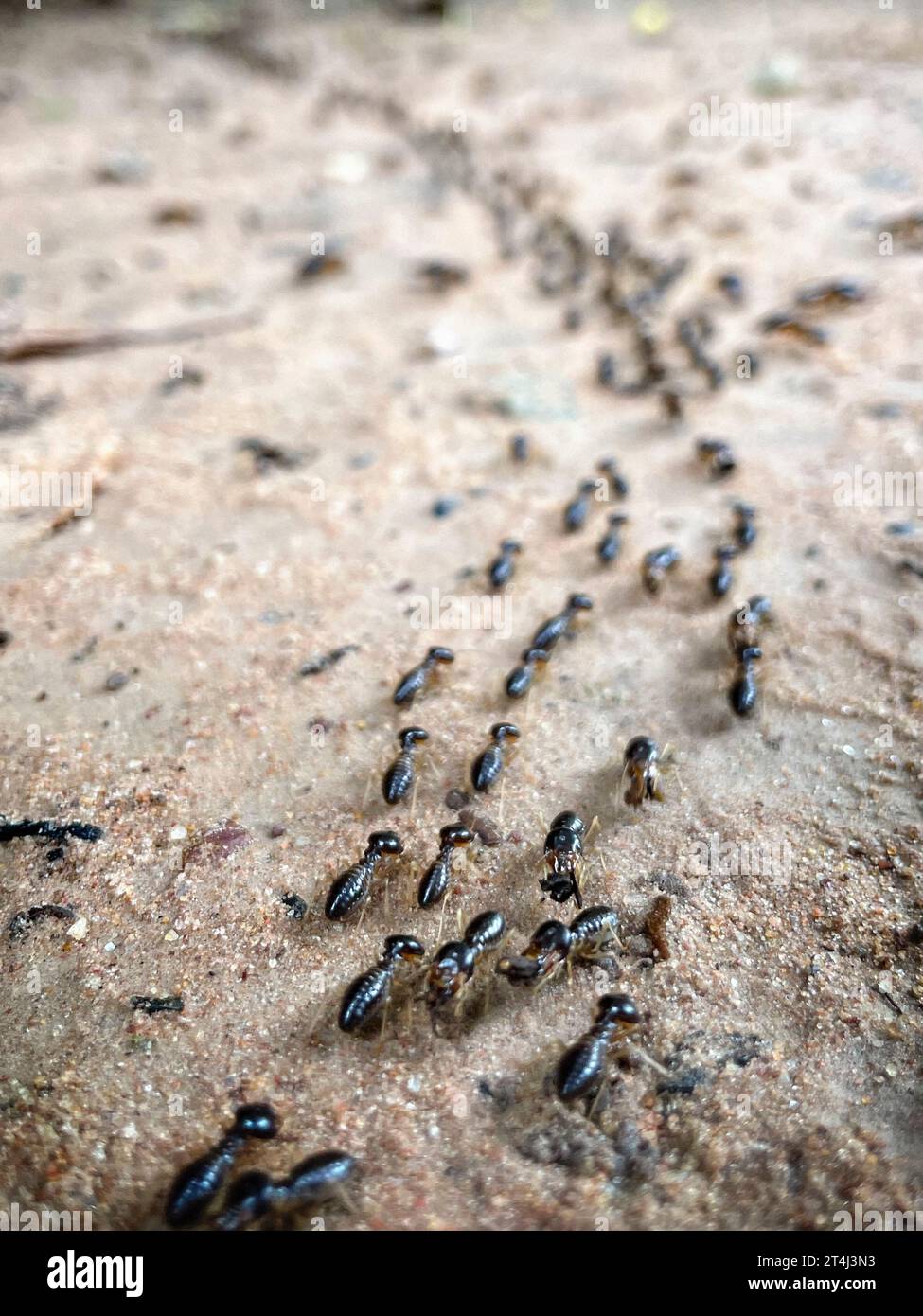 Asia giant insects hi-res stock photography and images - Alamy