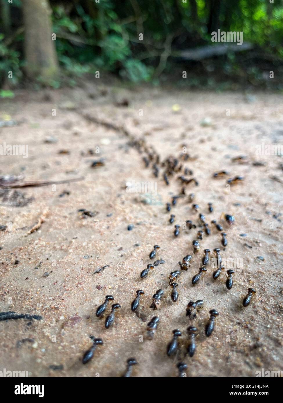 Asia giant insects hi-res stock photography and images - Alamy