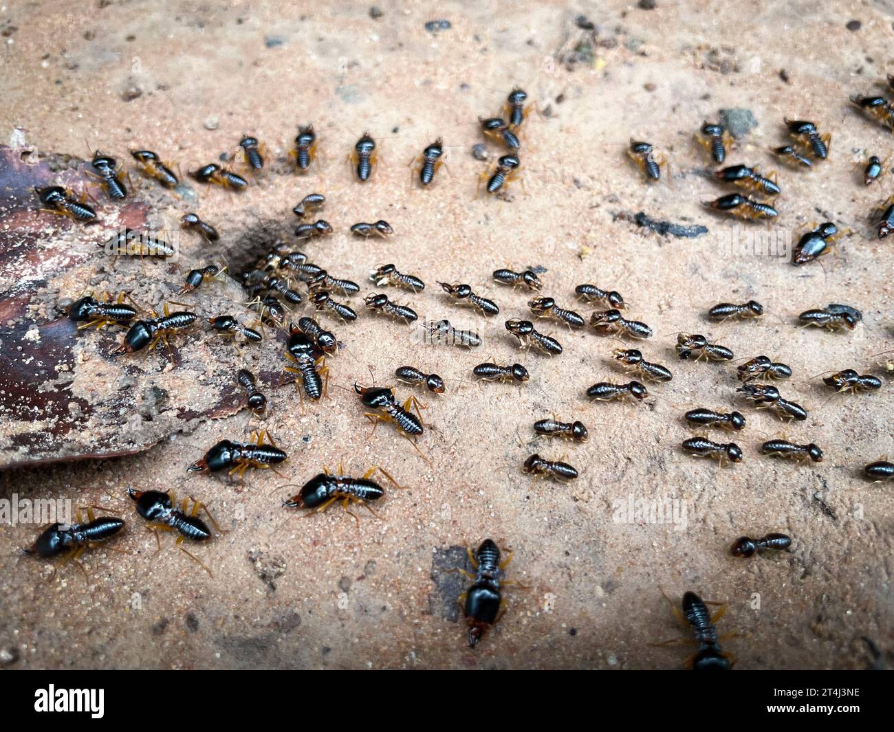 'giant ants' hi-res stock photography and images - Alamy