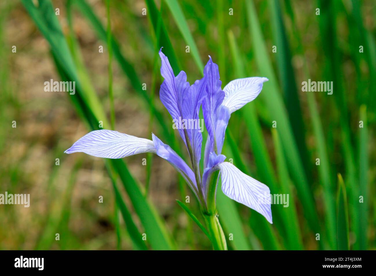 Marin flowers in a park, closeup of photo Stock Photo - Alamy